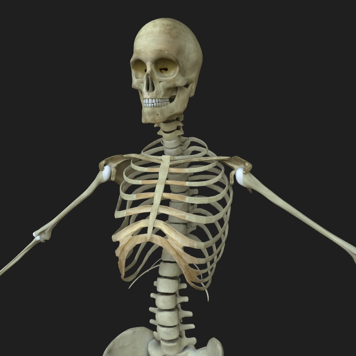 female skeleton skin 3d obj