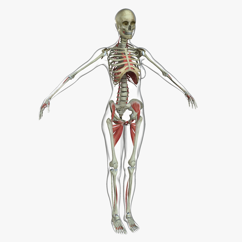 3d muscle anatomy medical edition