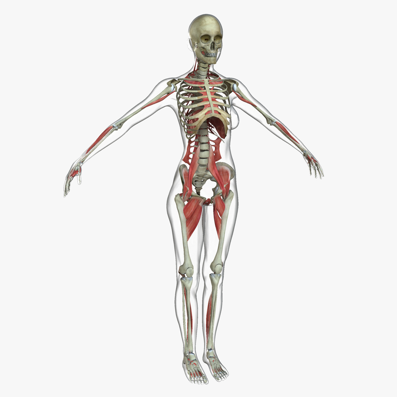 3d muscle anatomy medical edition