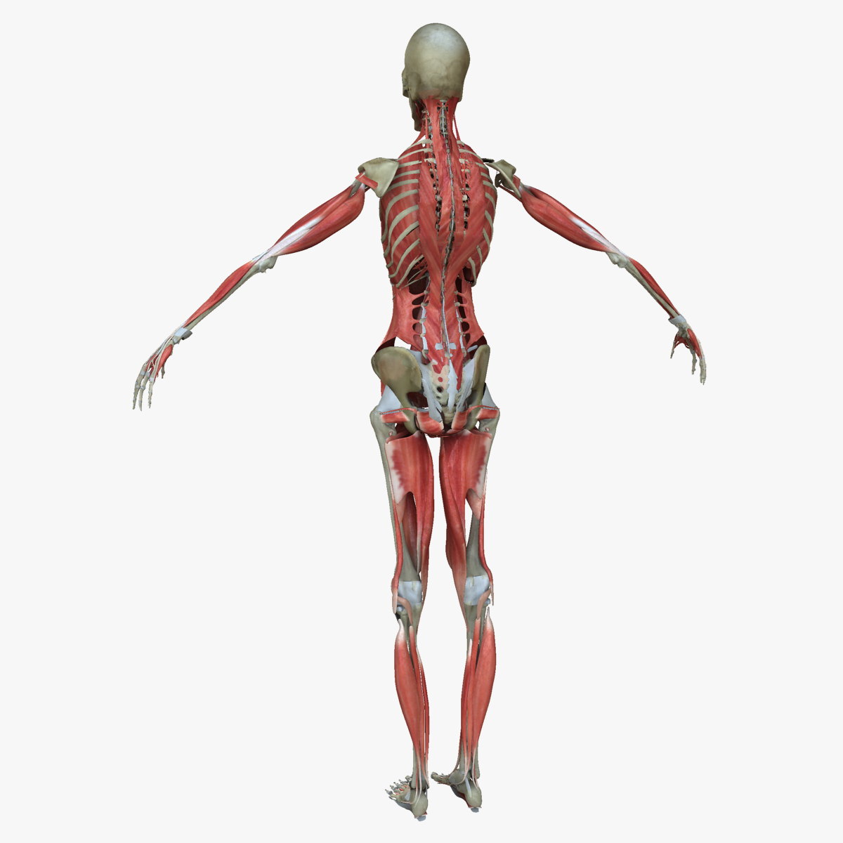 3d model muscle anatomy medical edition