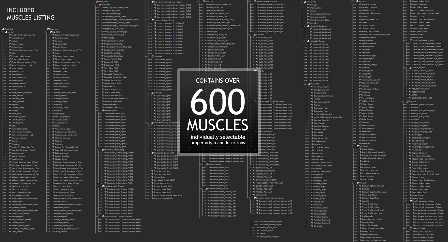 3d model muscle anatomy medical edition