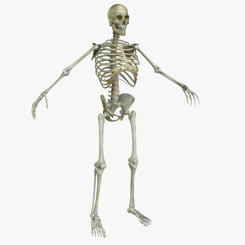 3d model muscle anatomy medical edition