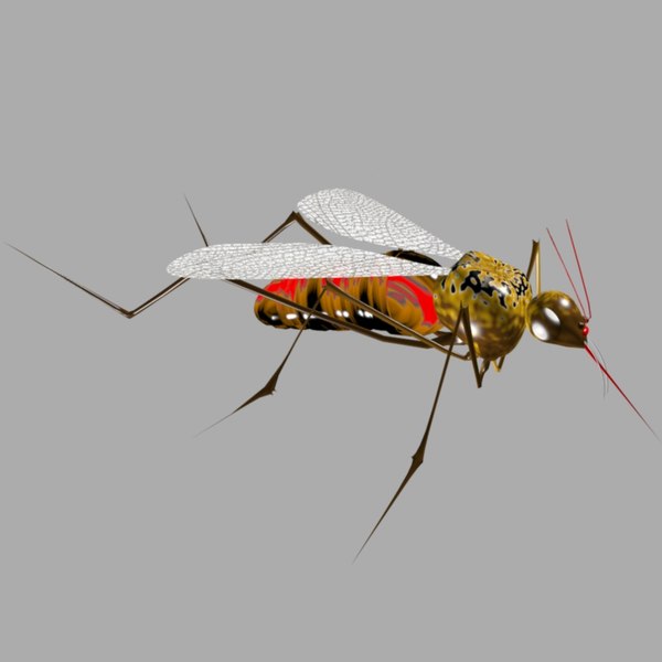 Mosquito 3D Models for Download | TurboSquid