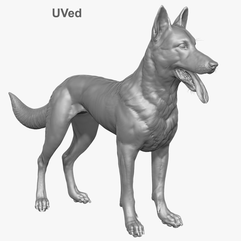 3d obj belgian malinois shepherd dog