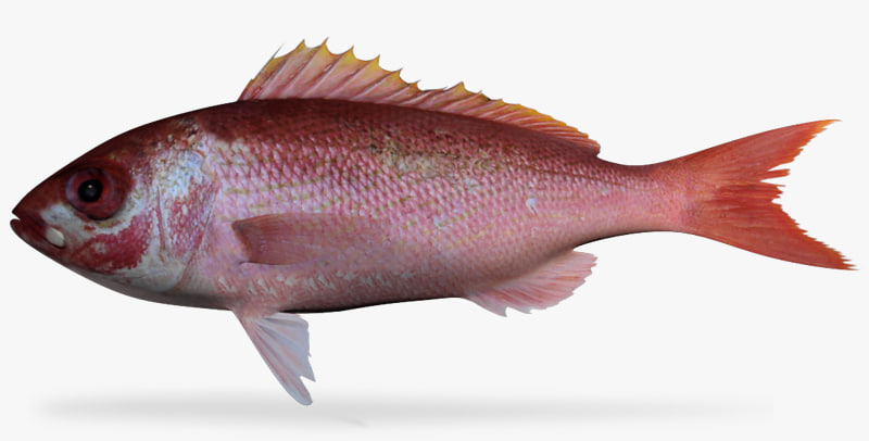 3d ma vermillion snapper