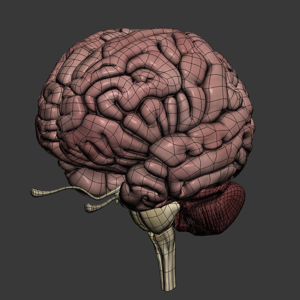 dugm01 human brain 3d model