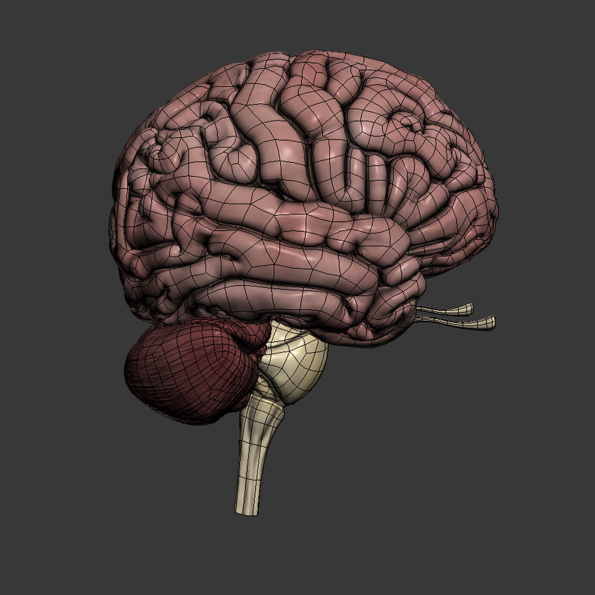 dugm01 human brain 3d model