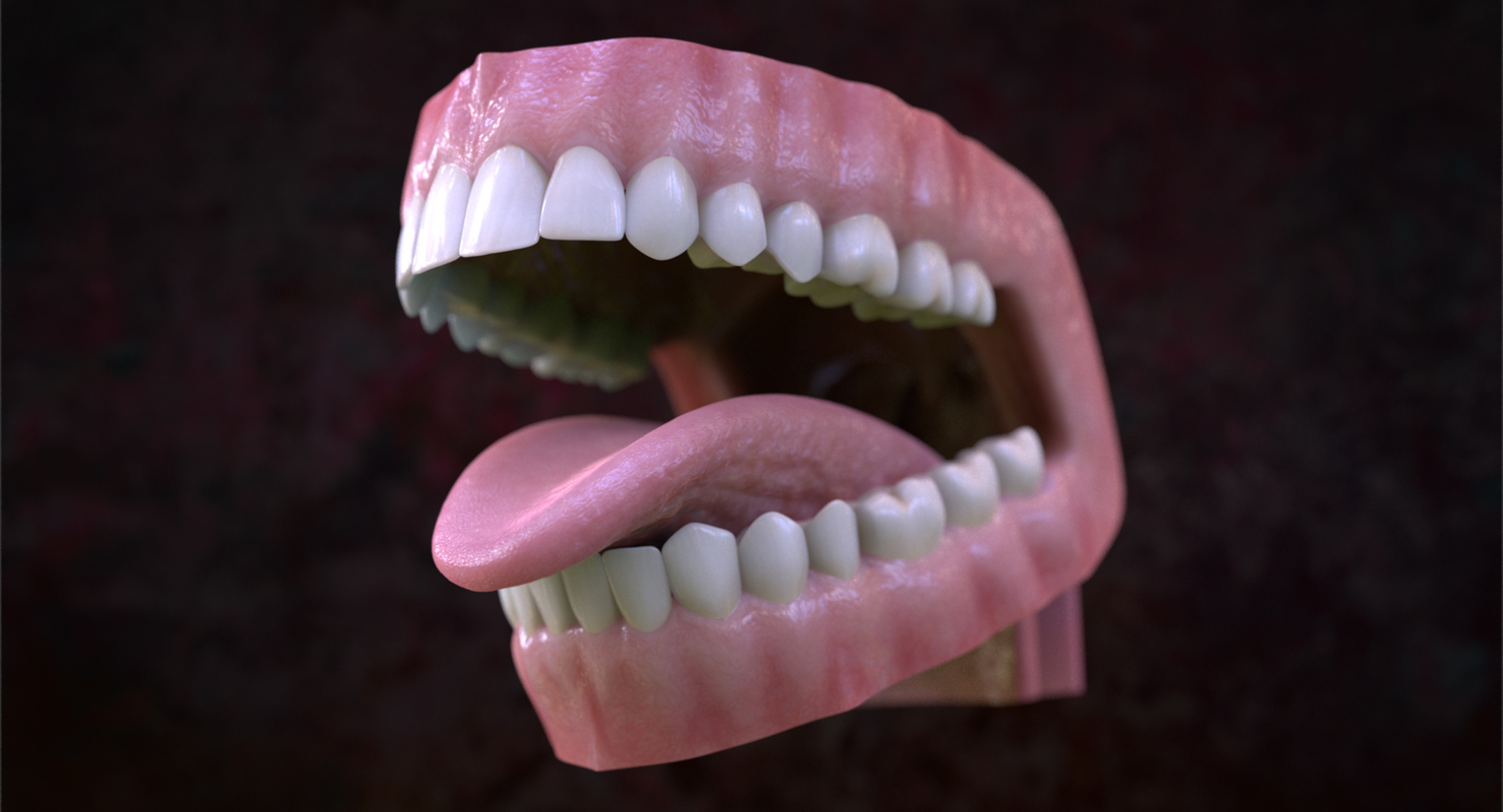 3d dental mouth realistic tongue model