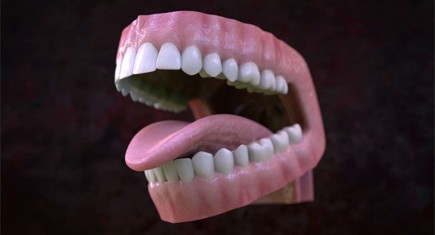 3d dental mouth realistic tongue model
