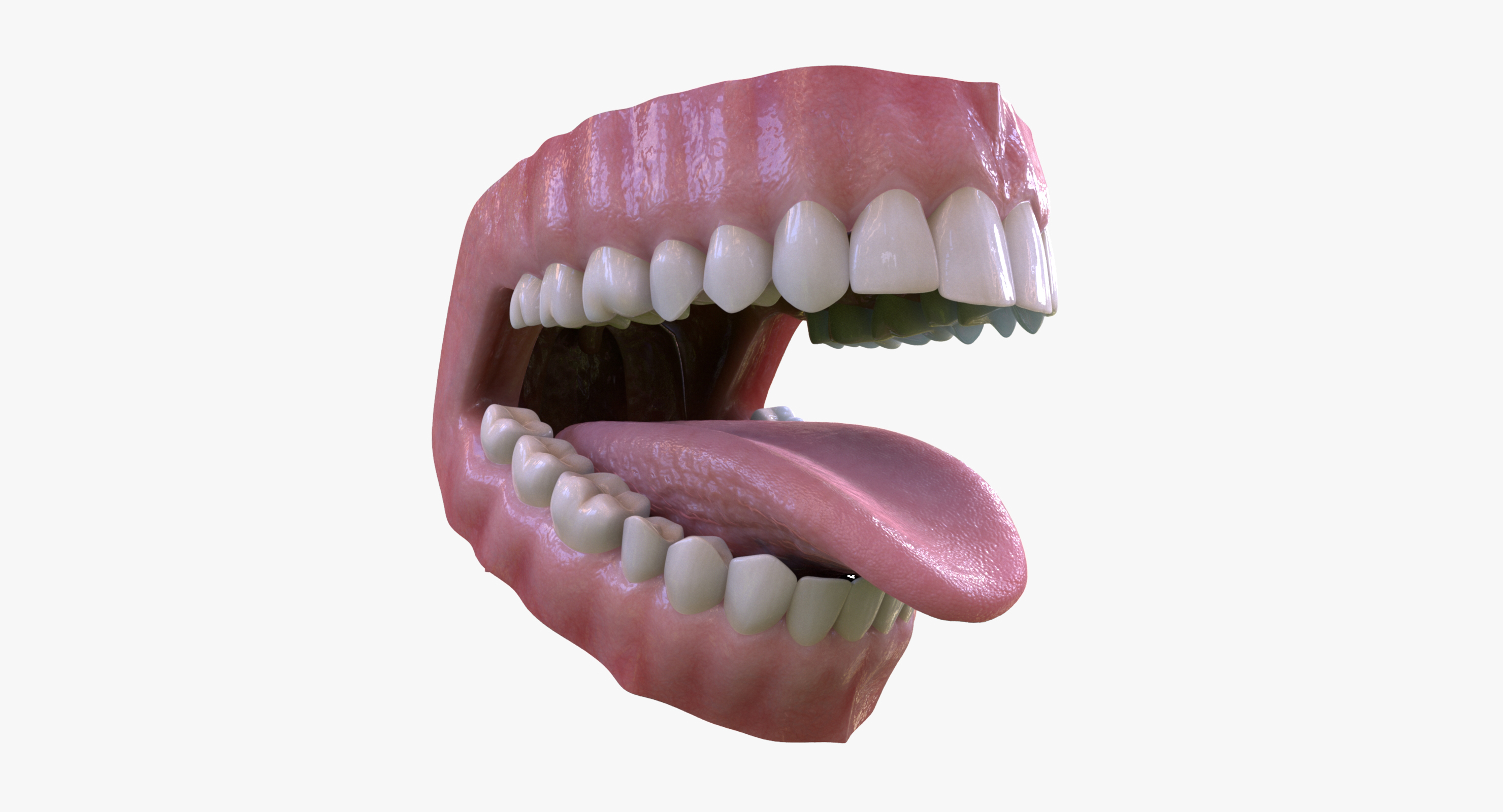 3d dental mouth realistic tongue model
