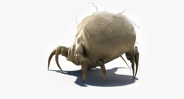 3d model dust mite