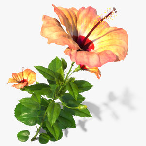 Hibiscus 3D Models for Download | TurboSquid