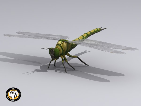 Dragonfly 3D Models for Download | TurboSquid