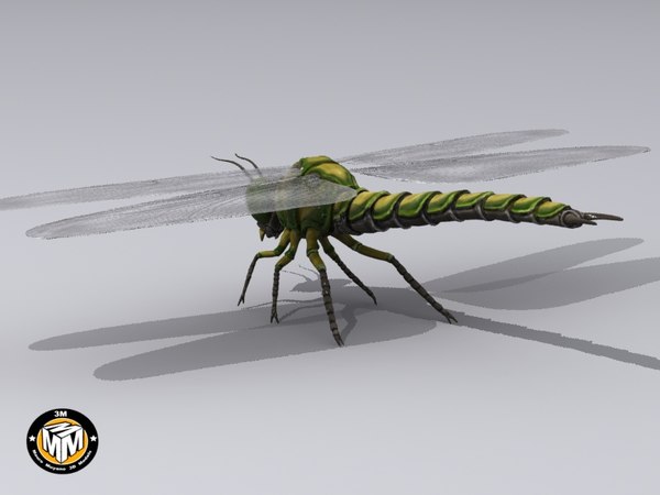 max insect carboniferous