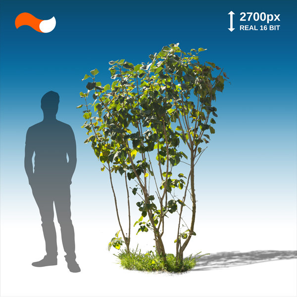 Texture Photoshop bush cut out