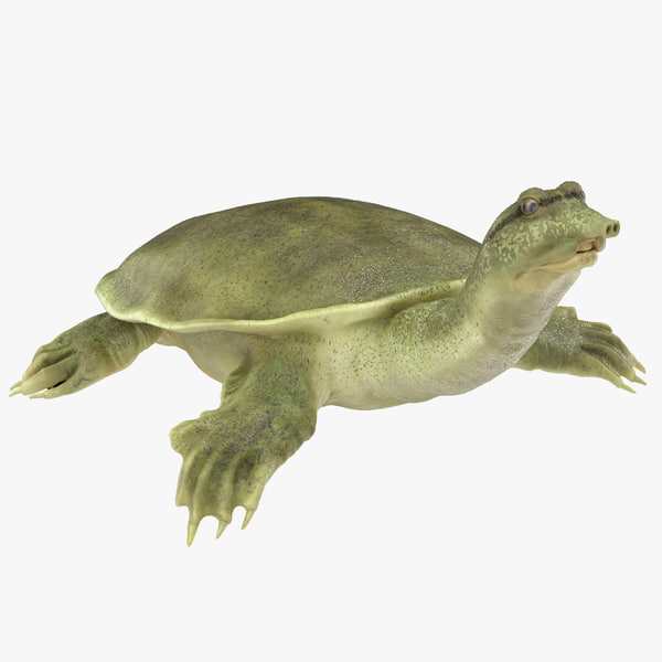 Turtle 3D Models for Download | TurboSquid