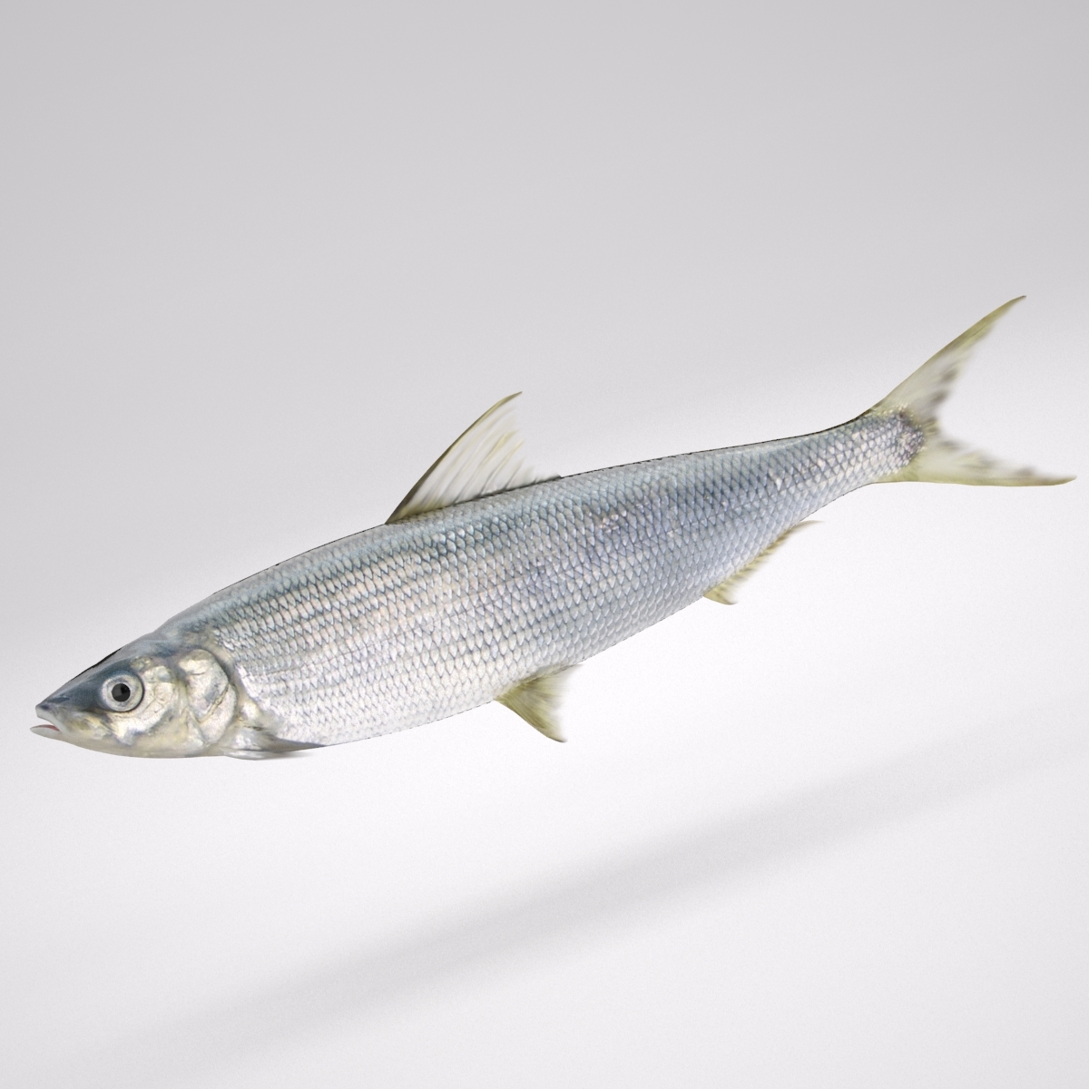 max fish coregonus lavaretus whitefish