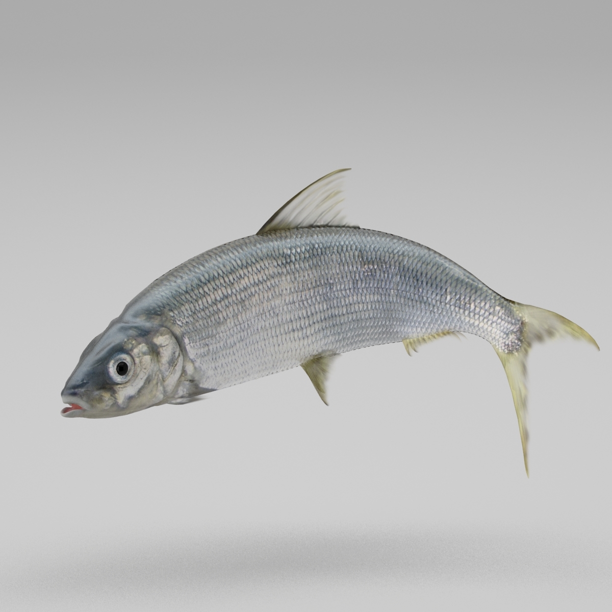 max fish coregonus lavaretus whitefish