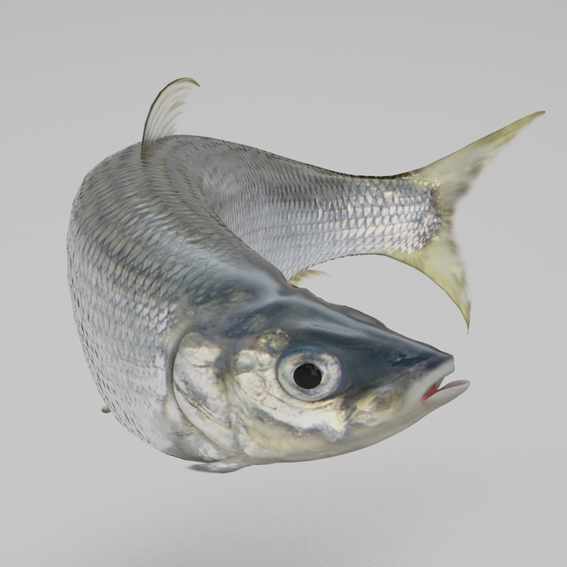 max fish coregonus lavaretus whitefish