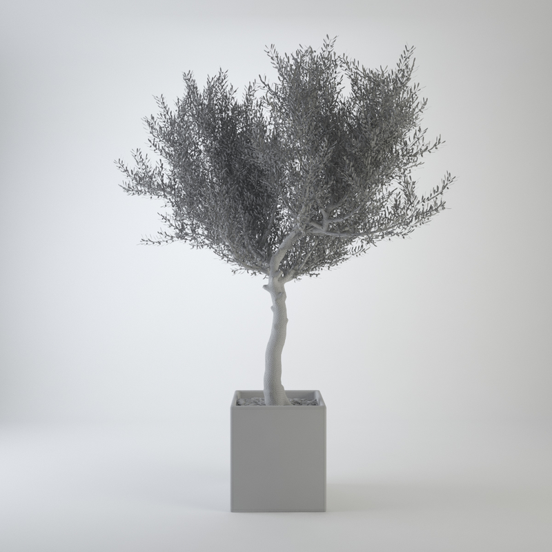 olive tree 3d max