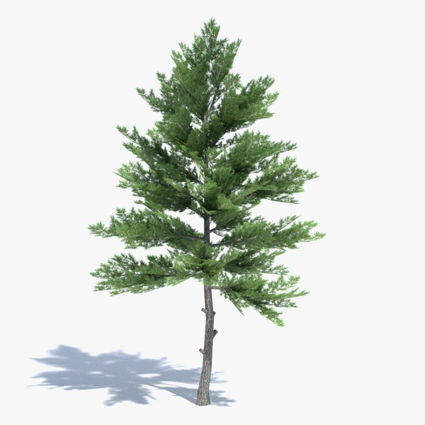 Free Blender Pine-Tree Models | TurboSquid