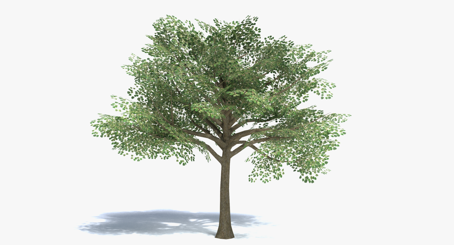 3ds max tree set polys