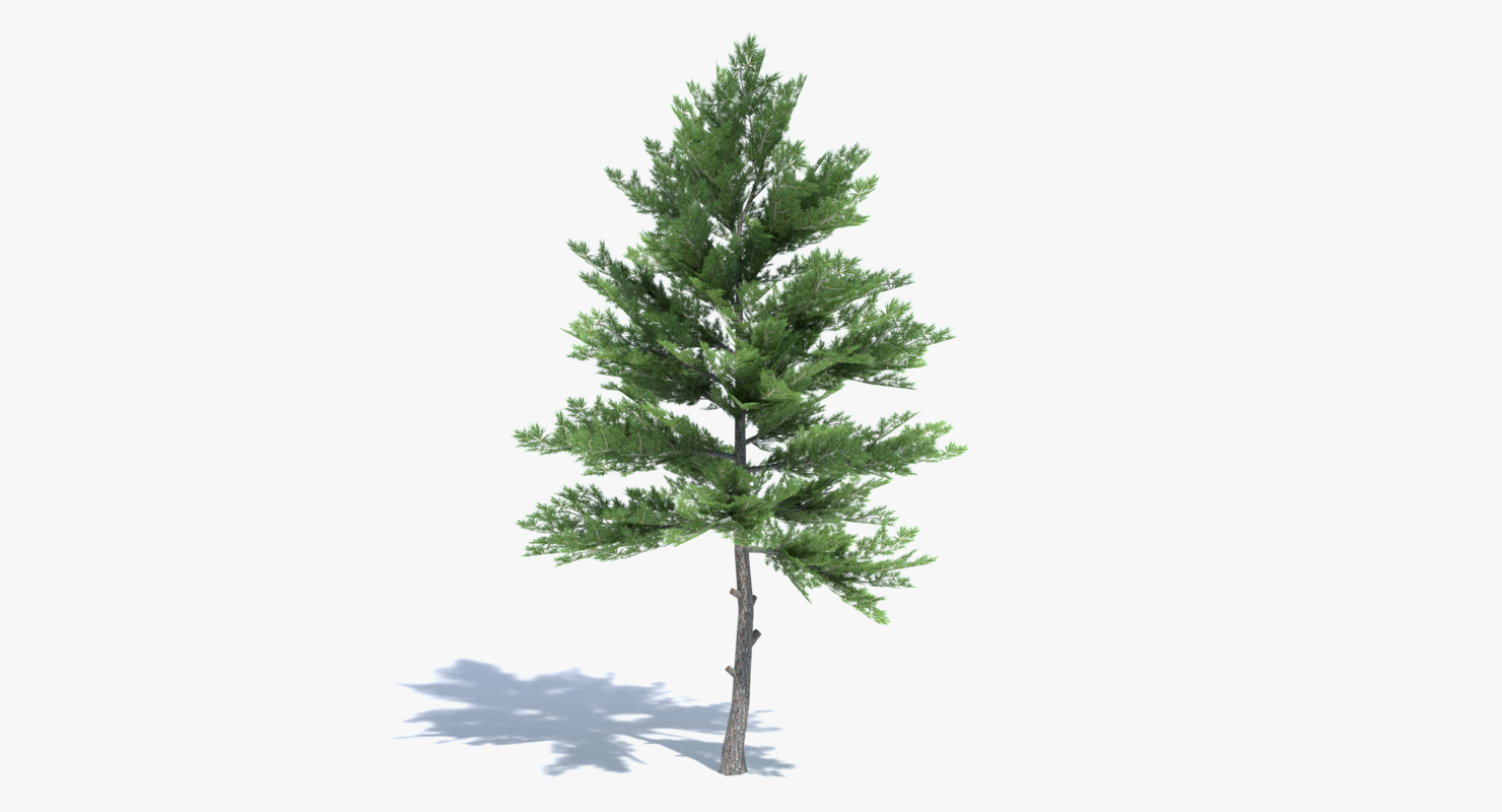 3ds max tree set polys