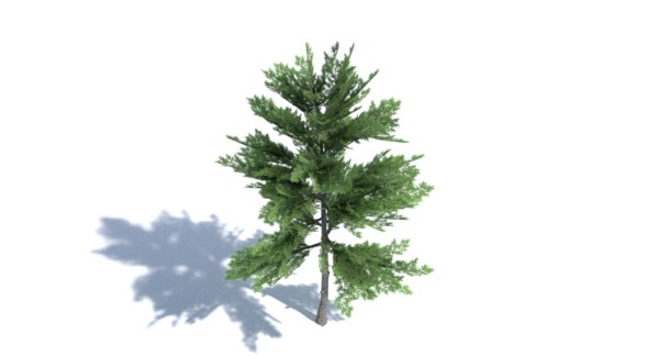 pine tree 3d model
