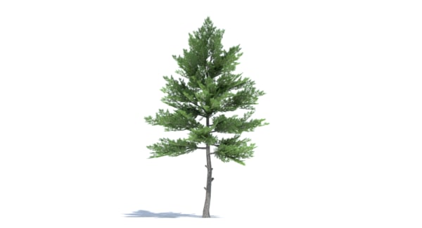 pine tree 3d model