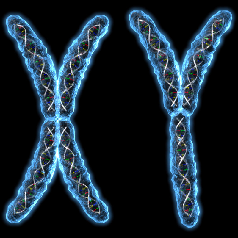 Chromosome