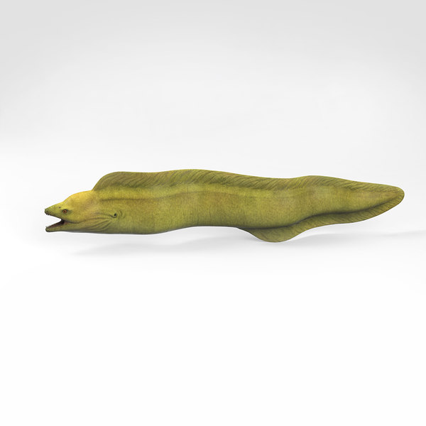 3d eel green model