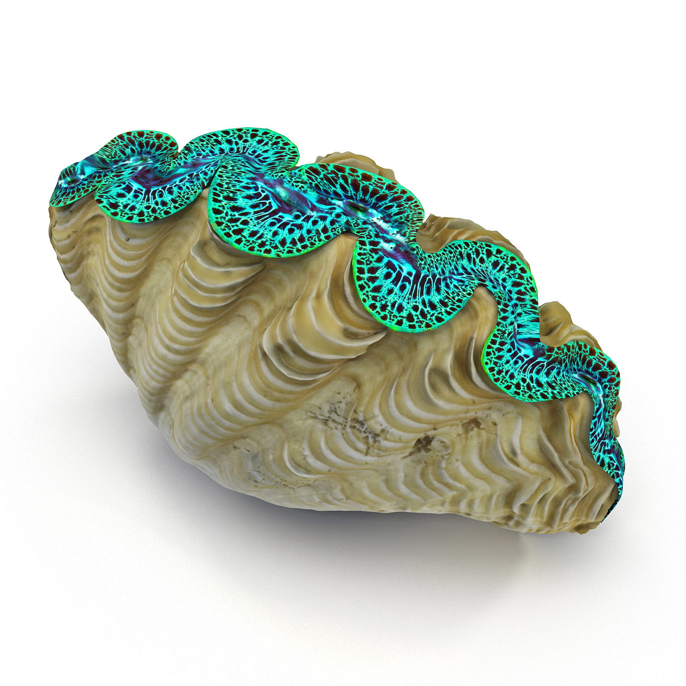 tridacna maxima clam 3d max