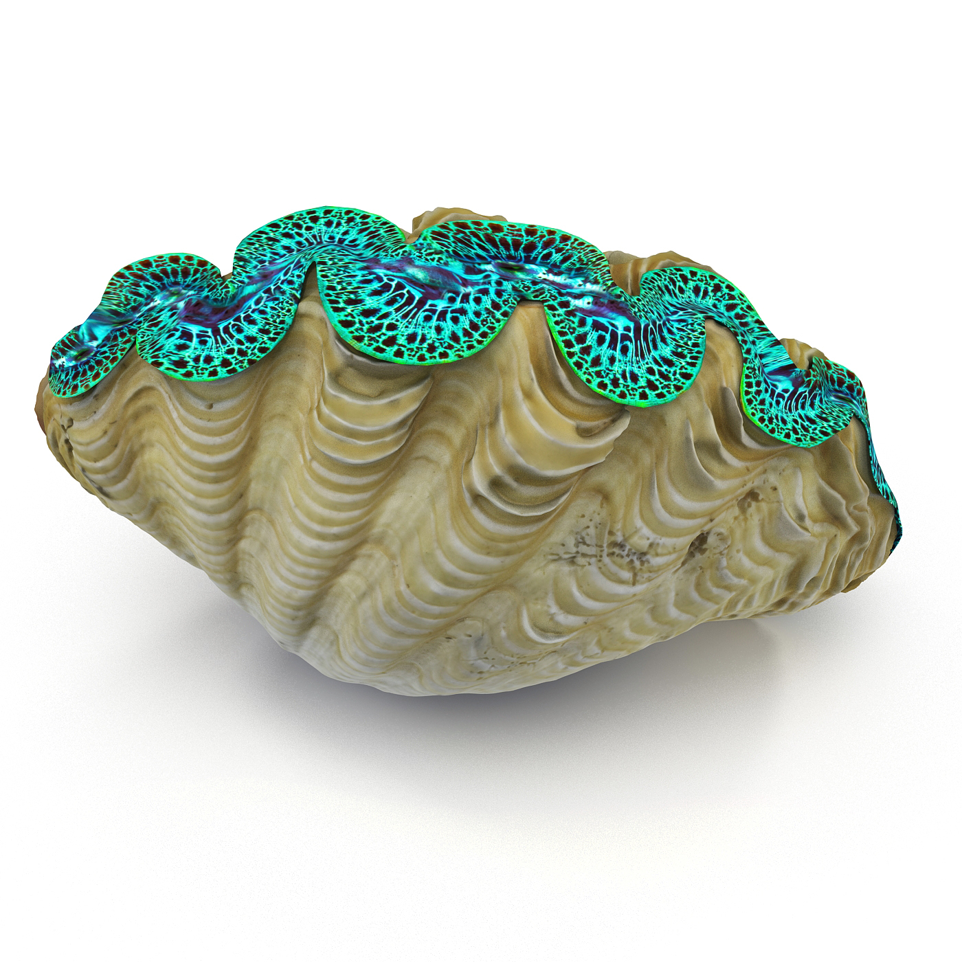 tridacna maxima clam 3d max