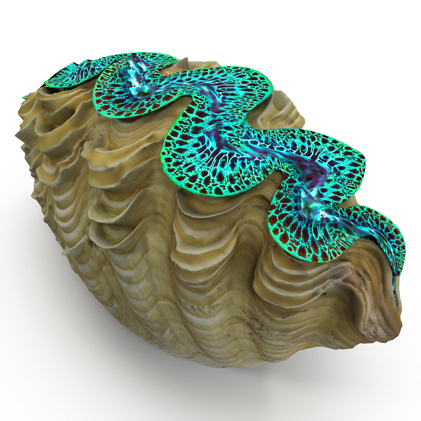 tridacna maxima clam 3d max