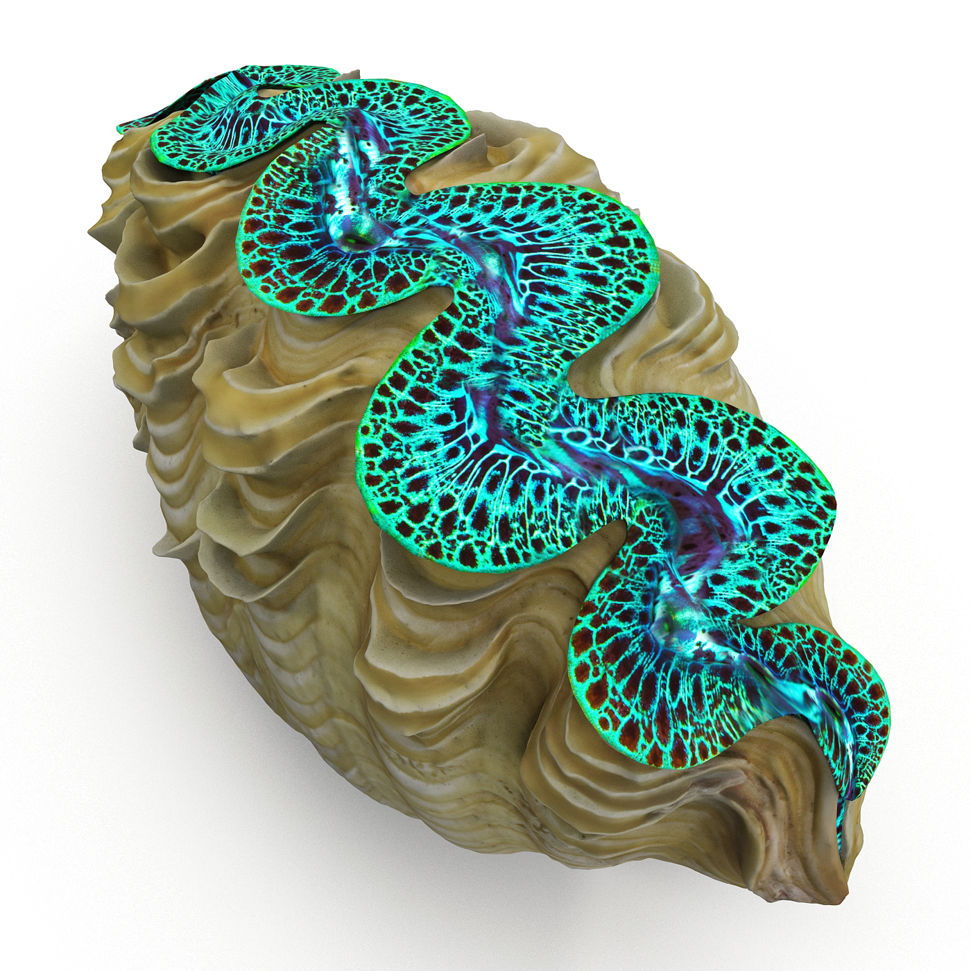 tridacna maxima clam 3d max