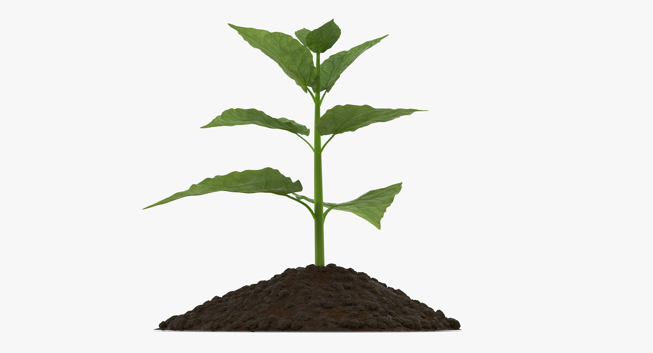 3d plant sprout model