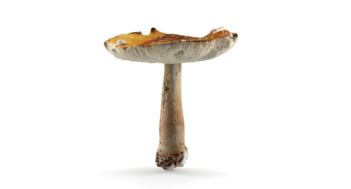 3d realistic wild mushroom