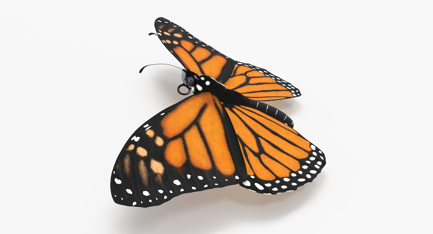 3d model monarch butterfly 03