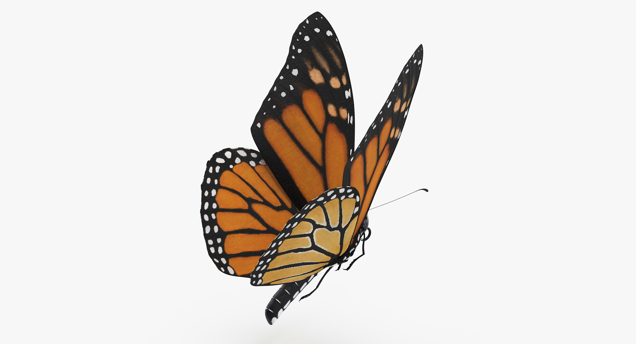 3d monarch butterfly flying