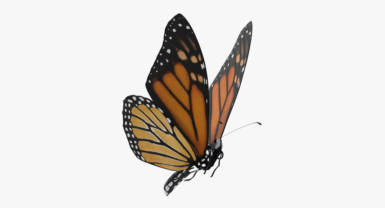 3d monarch butterfly flying