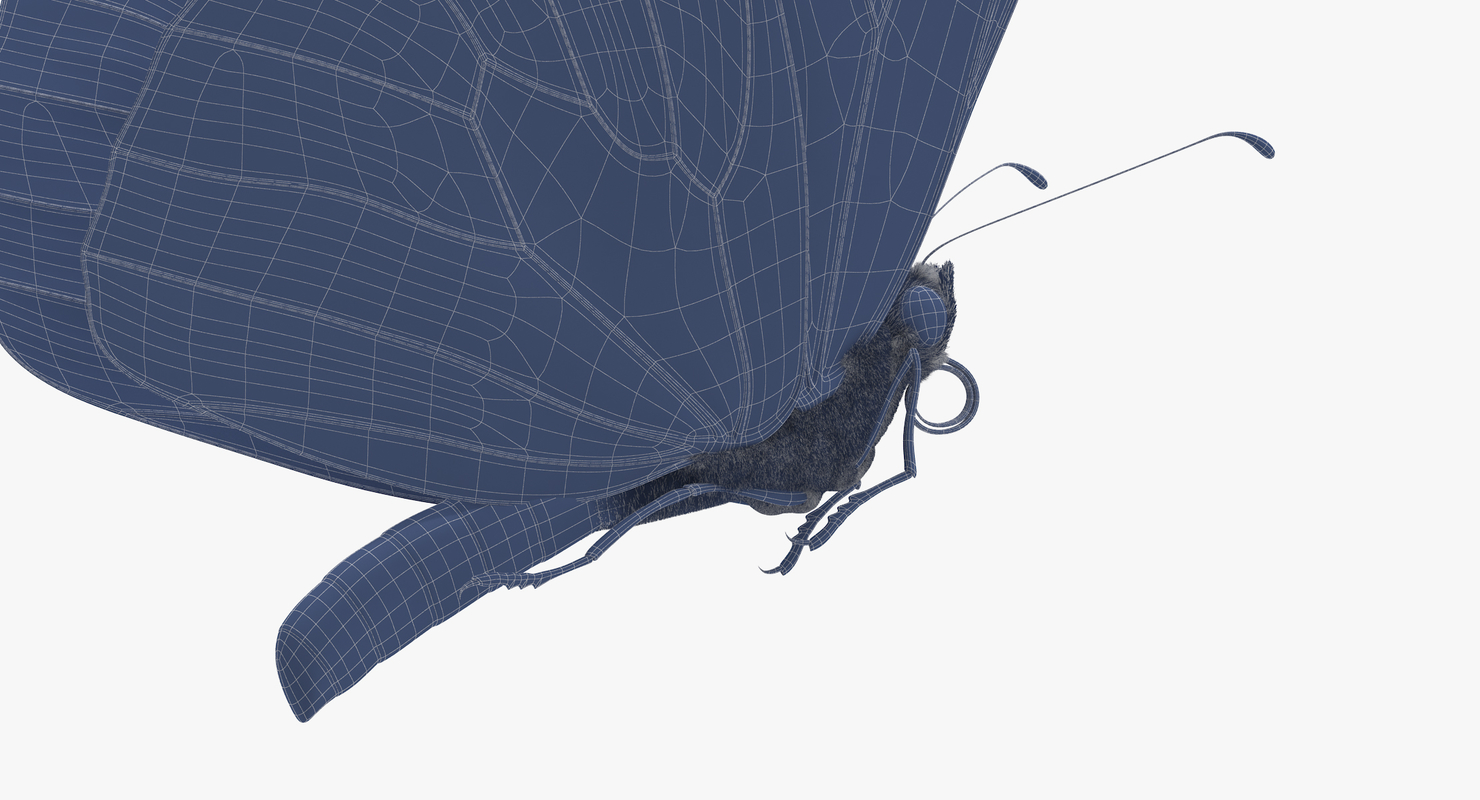 3d monarch butterfly flying
