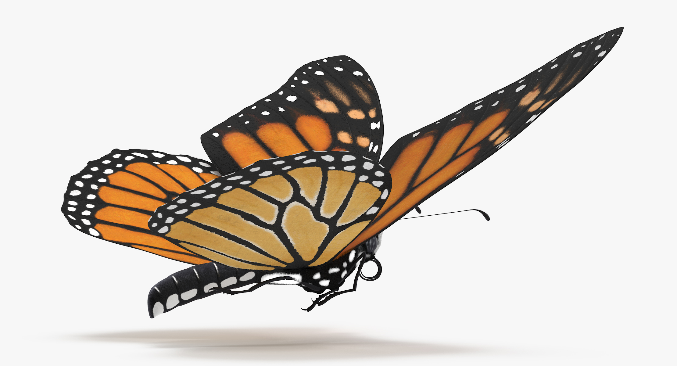 monarch butterfly flying 3d model