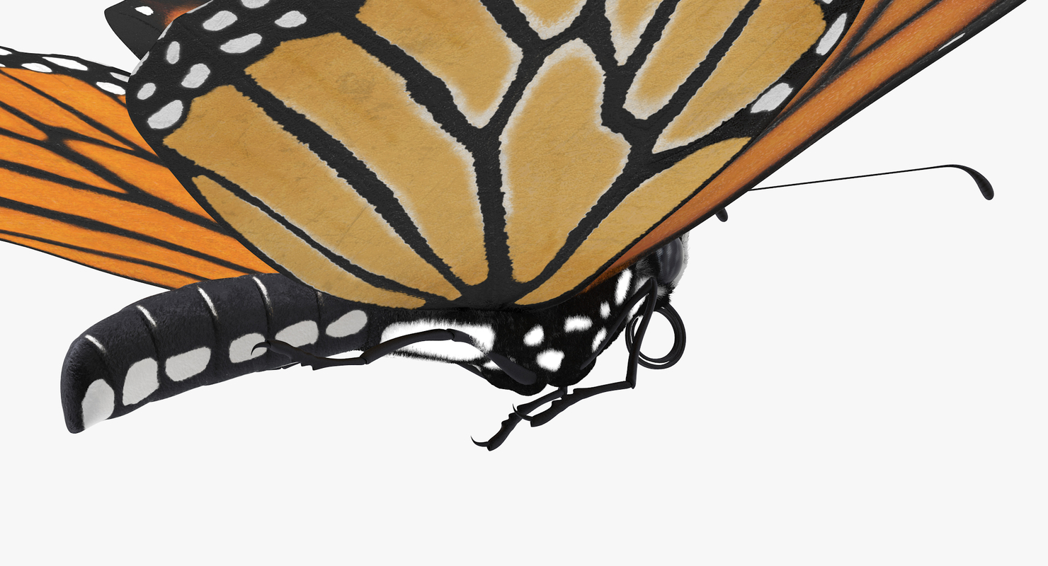 monarch butterfly flying 3d model