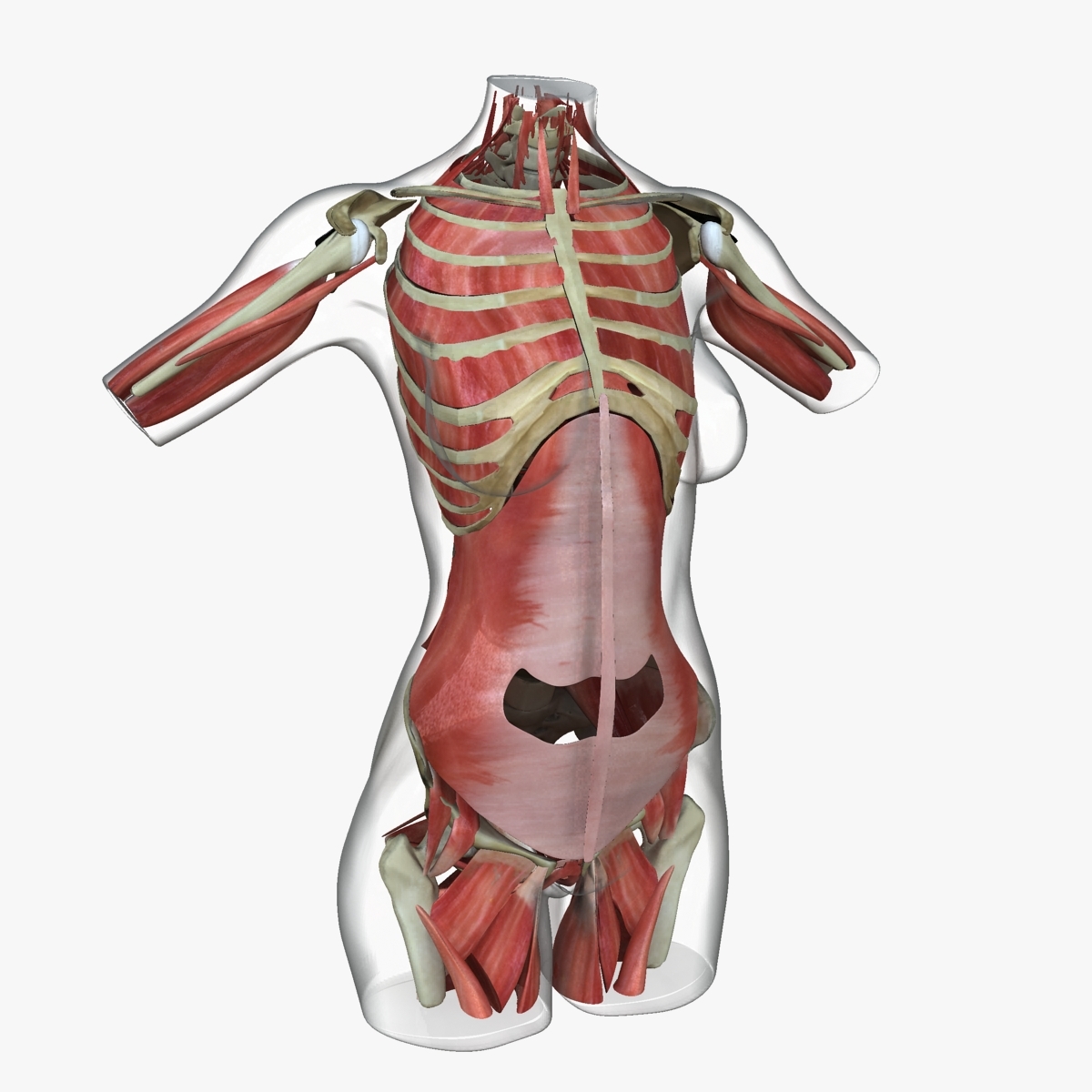 ultimate complete female torso 3d model