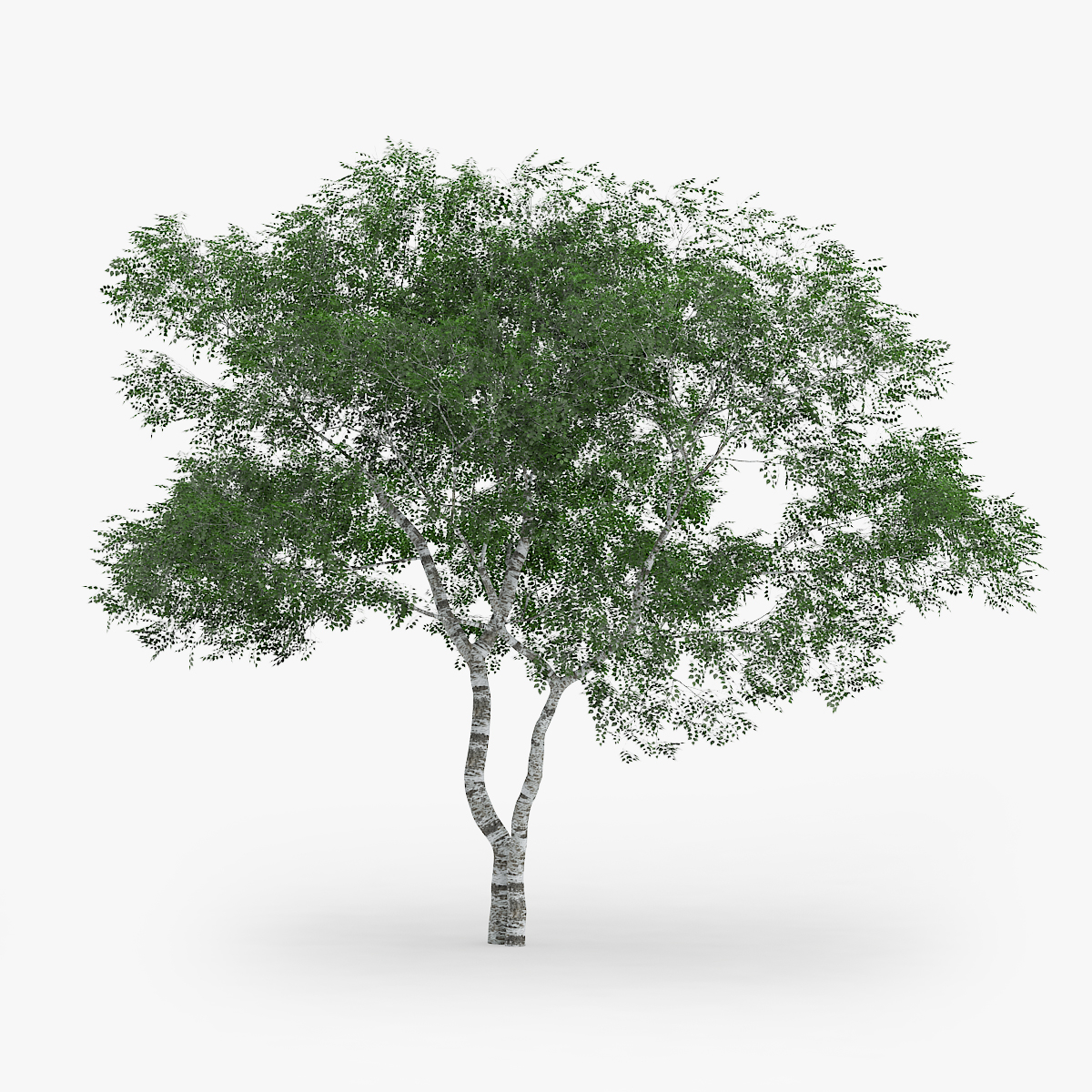 modèle 3D de Collection de bouleaux - TurboSquid 962996