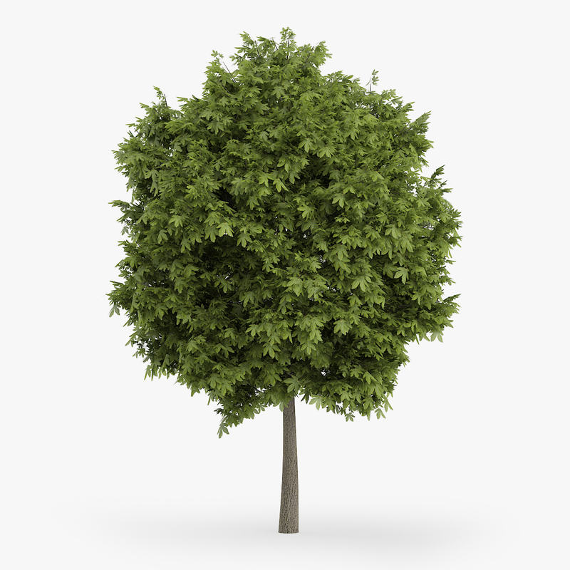3d model maple acer japanese