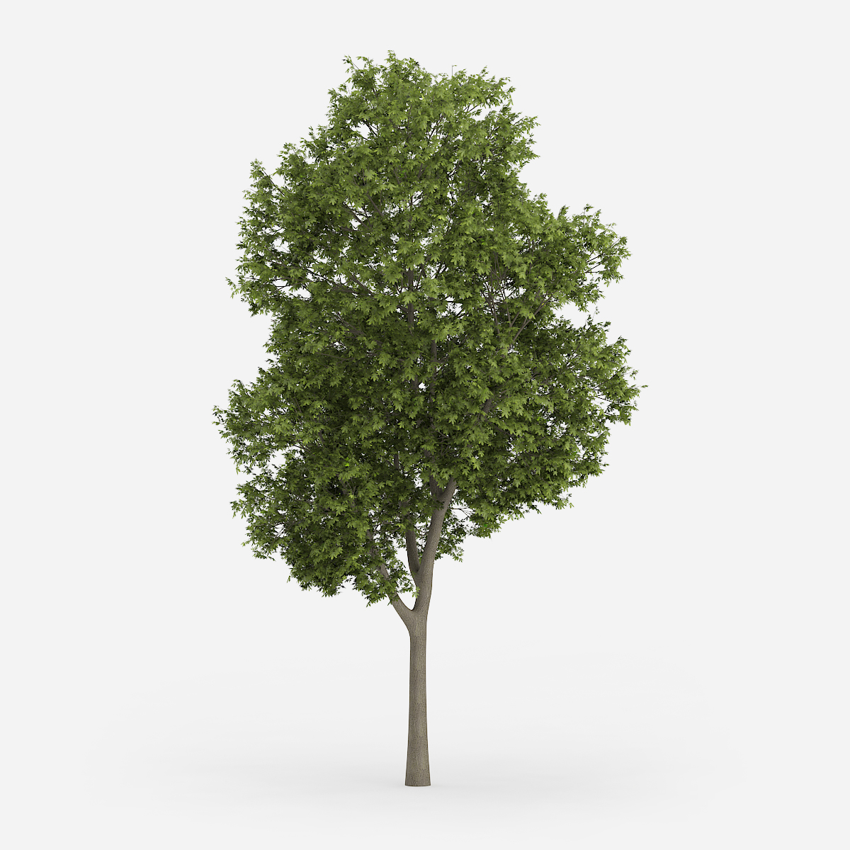3d model maple acer japanese