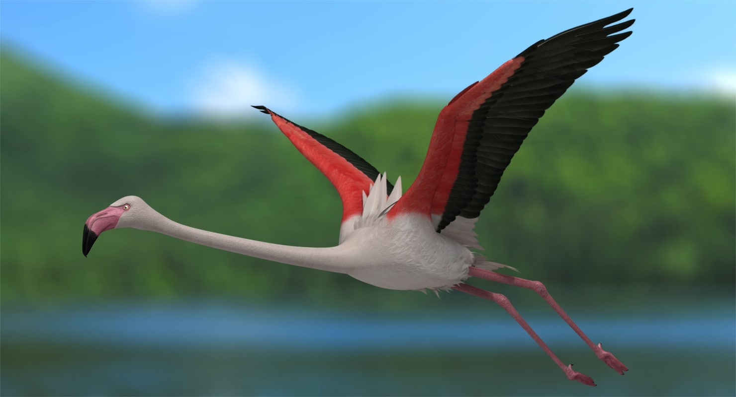 phoenicopterus roseus greater flamingo obj