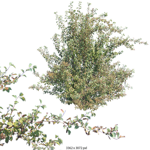 Texture JPEG bush set collection