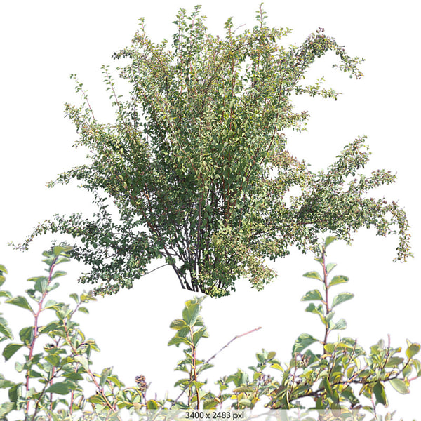 Texture JPEG bush set collection